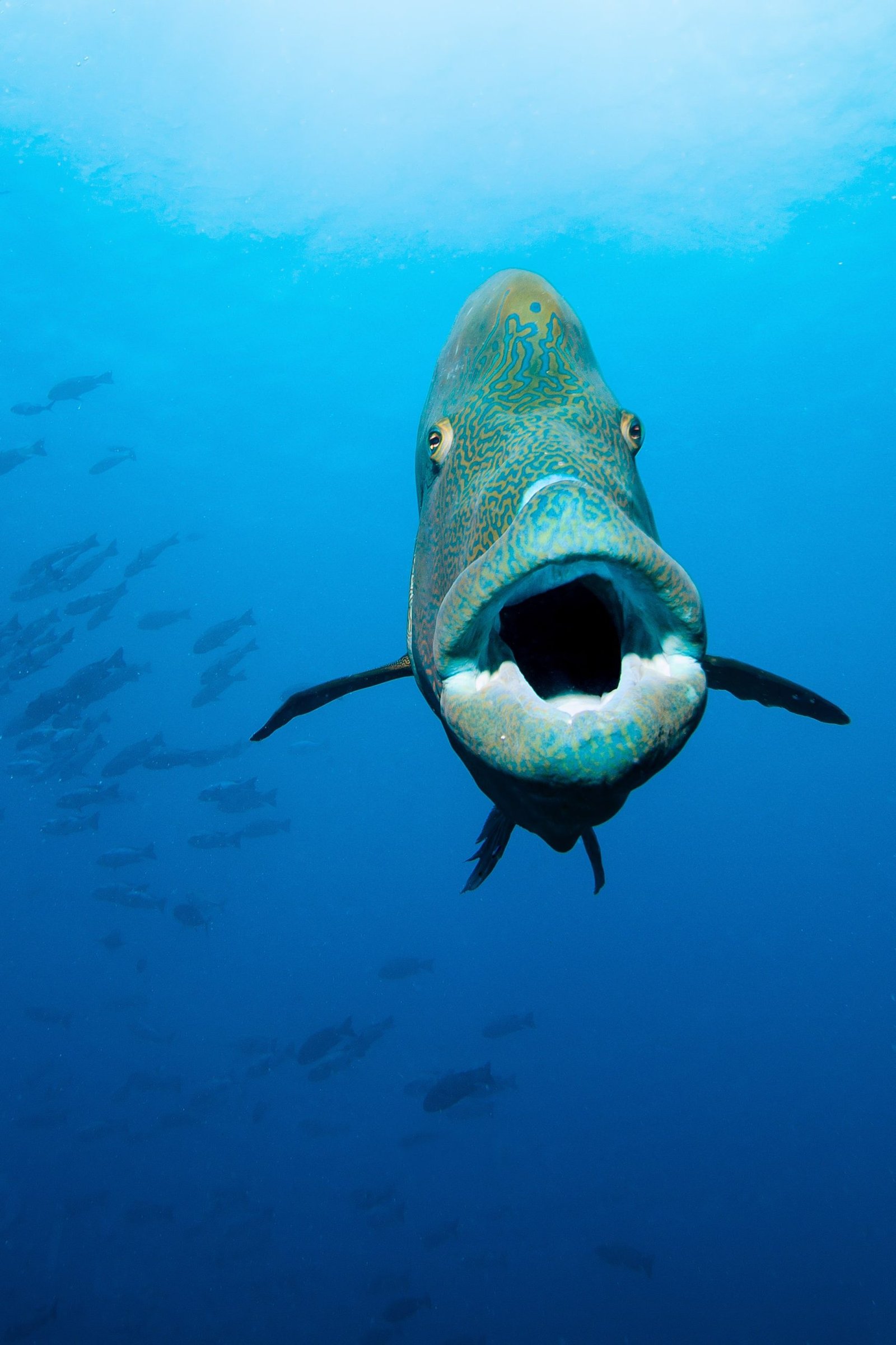 MORE RESOURCES…. Dive in! – Ocean Literacy