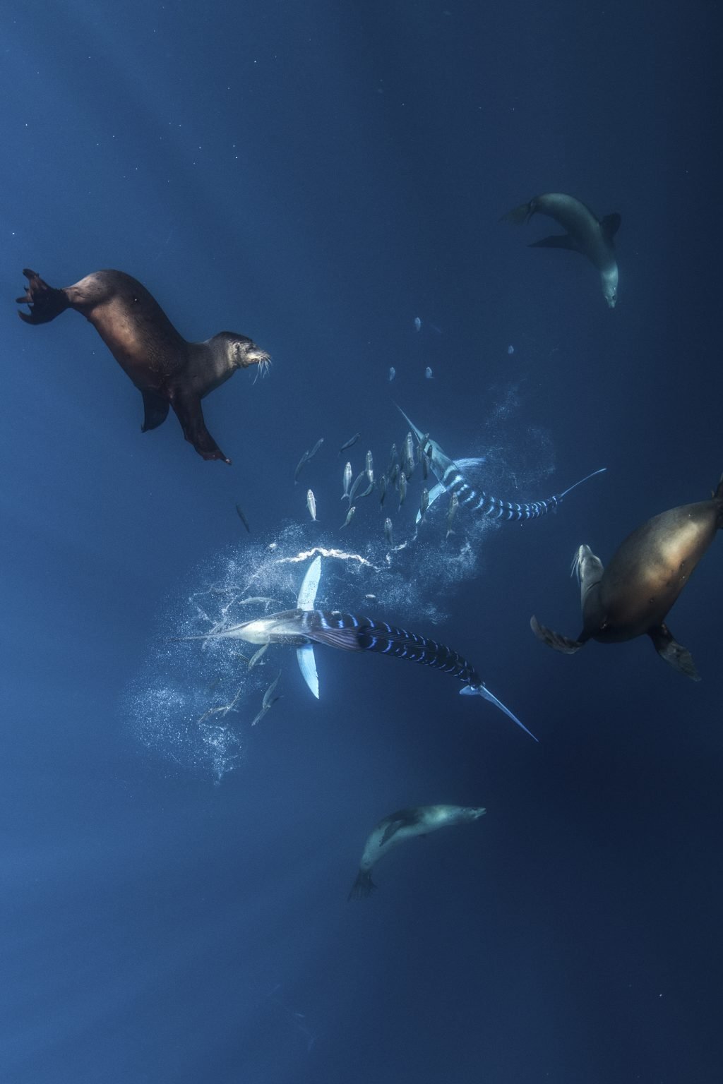 Marine Food Webs and Overfishing - Ocean Literacy