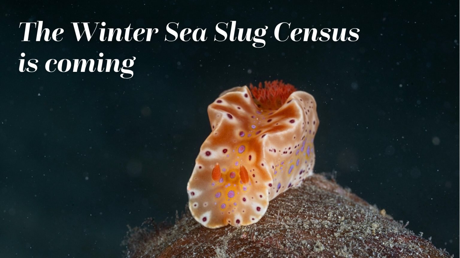 Victorian Winter Sea Slug Survey - Ocean Literacy